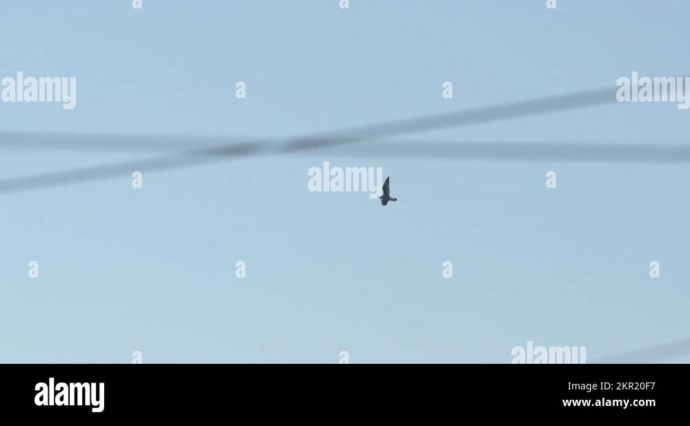 Gull bird flying overhead blue sky seen through electricity power lines ...