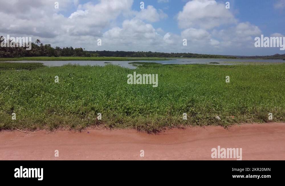 Punchakkari Wetlands and Paddy Field in Thiruvananthapuram, Kerala ...