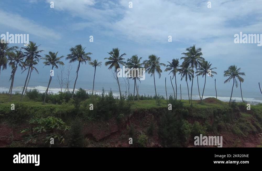 Coconut palm trees kerala Stock Videos & Footage - HD and 4K Video ...