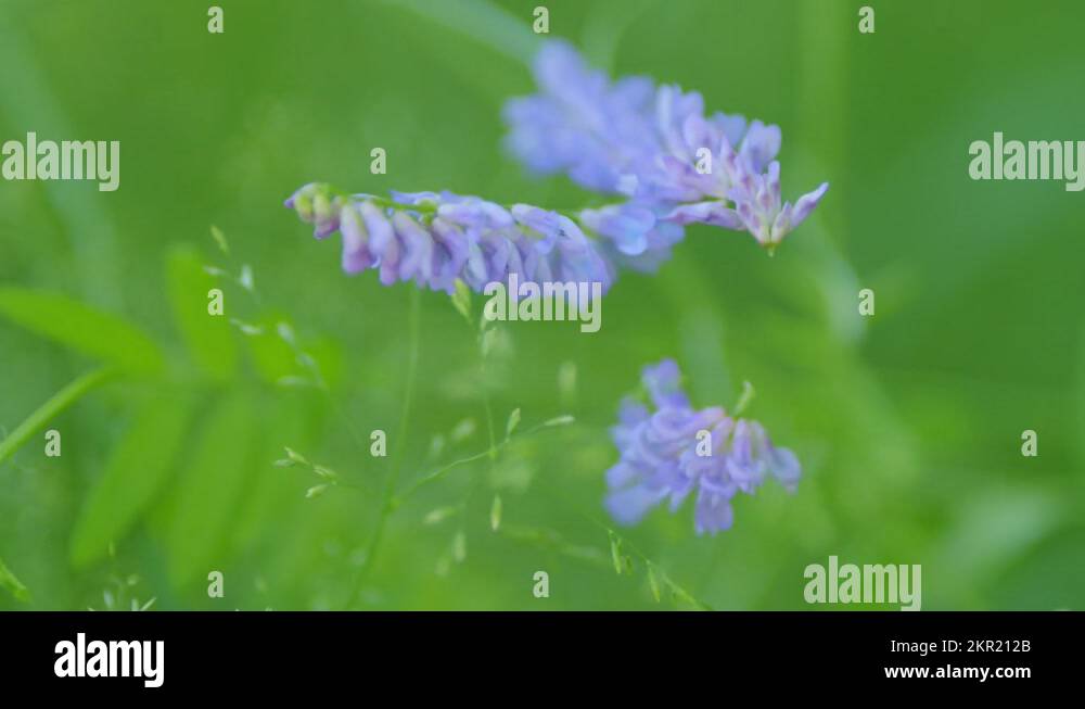 Blue vetch Stock Videos & Footage - HD and 4K Video Clips - Alamy