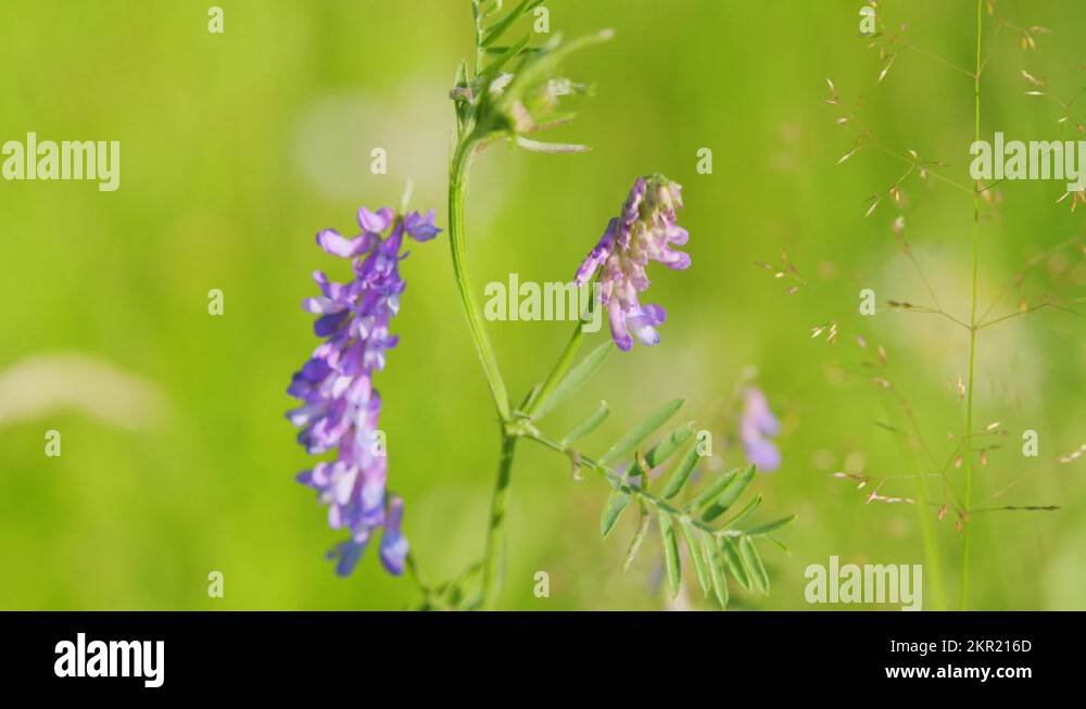 Vicia species Stock Videos & Footage - HD and 4K Video Clips - Alamy