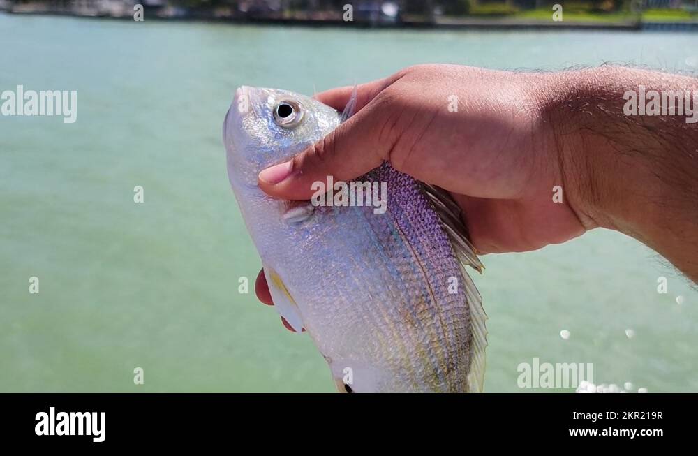 Colorful Fish Being Held Carefully over Water as it Opens and Closes ...