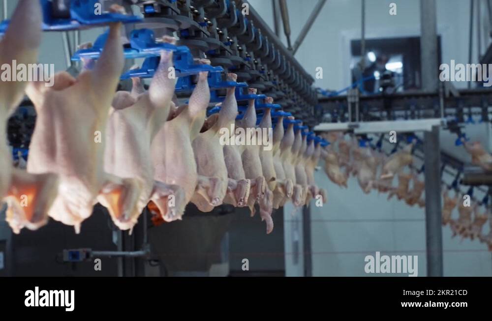 Chicken processing line at poultry farm. Chicken meat production line ...