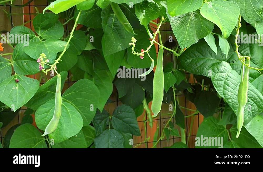 Pole bean plant Stock Videos & Footage - HD and 4K Video Clips - Alamy