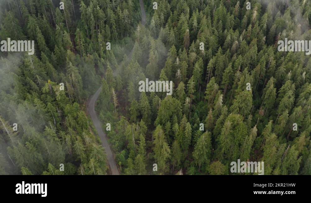 An old-growth forest with a logging road cut through it Stock Video ...