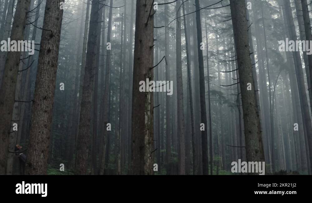 Second growth forest Stock Videos & Footage - HD and 4K Video Clips - Alamy