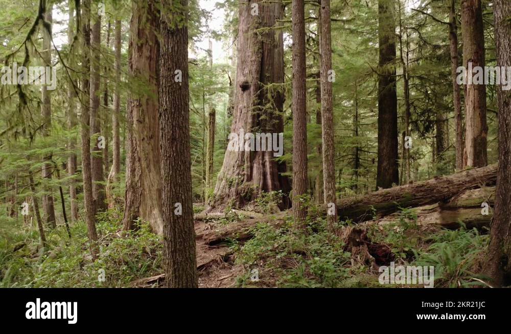 Pacific red cedar Stock Videos & Footage - HD and 4K Video Clips - Alamy