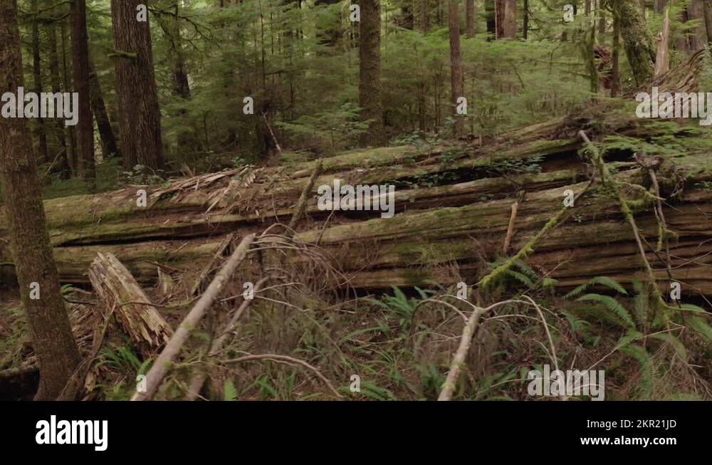 A giant western red cedar, nurse log in an old-growth forest near Port ...
