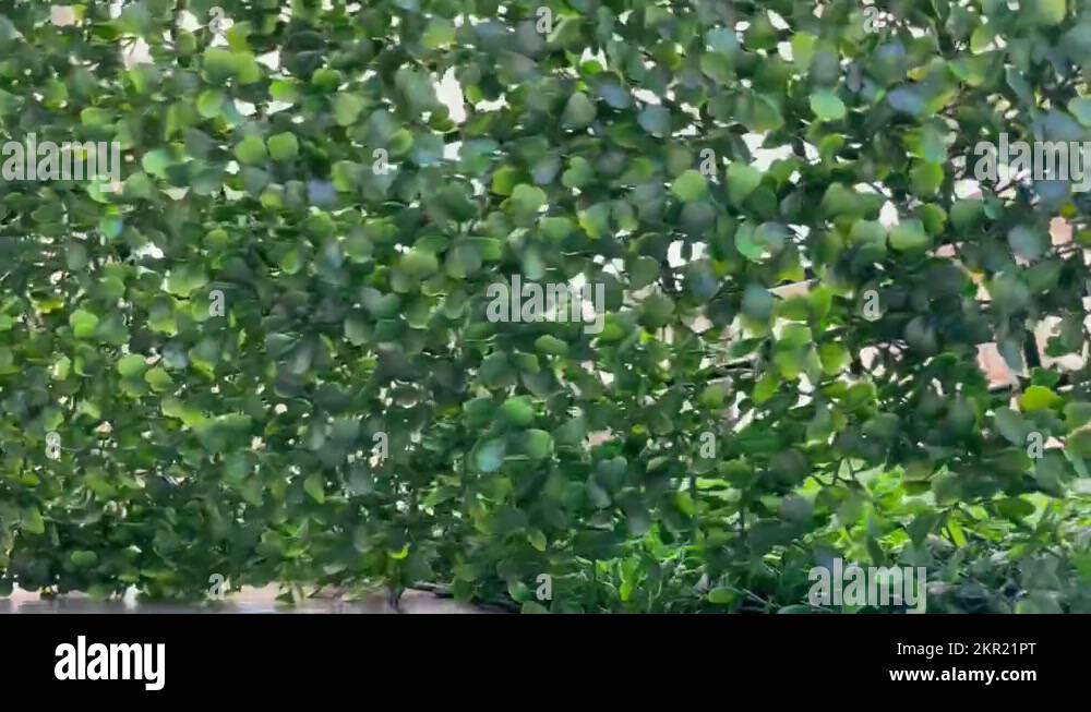 Wall panels texture Stock Videos & Footage - HD and 4K Video Clips - Alamy