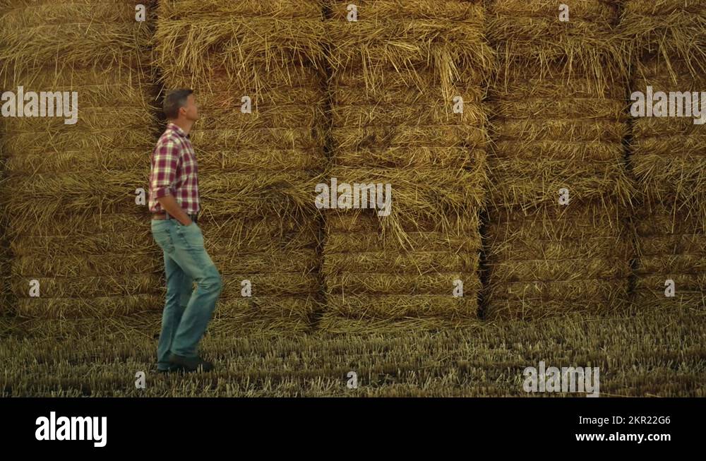 Farmer walking hay stack at agricultural farmland. Worker inspecting ...