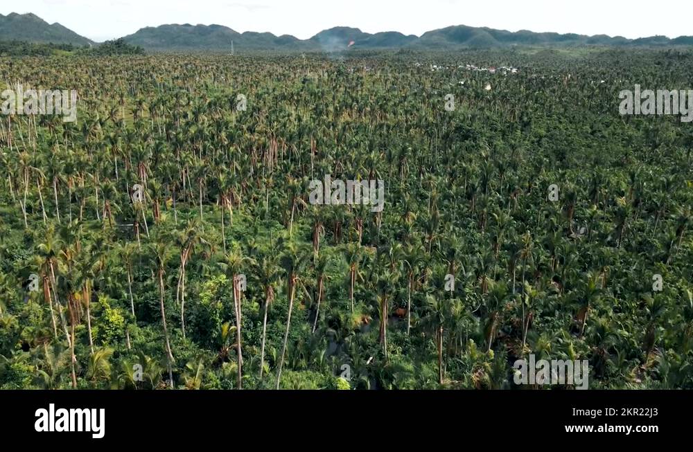 coconut field view in siargao philippines Stock Video Footage - Alamy