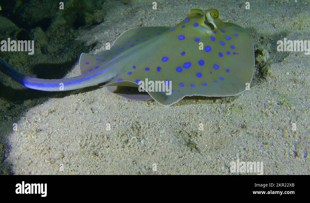 Blue-spotted Stingray explores the sandy bottom for food Stock Video ...
