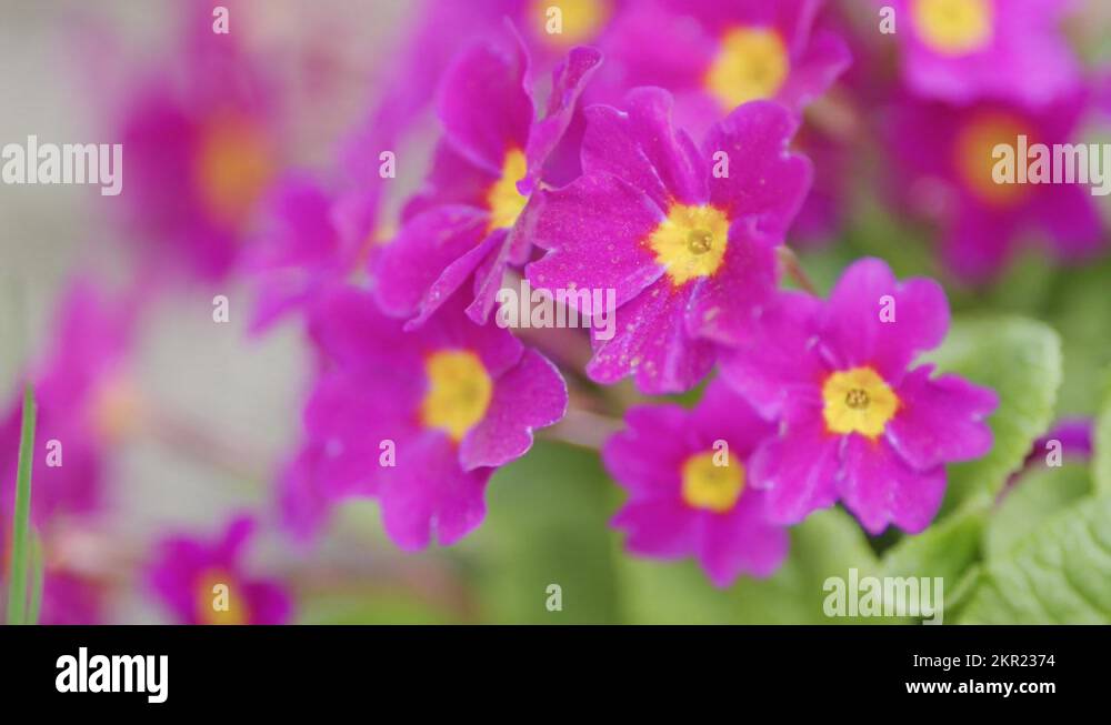 Primrose flower arrangement Stock Videos & Footage - HD and 4K Video ...