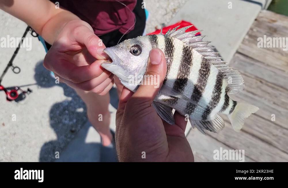 Sheepshead fish Stock Videos & Footage - HD and 4K Video Clips - Alamy