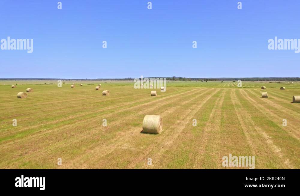 Round hay bale in the green farmers field. Straw haystack on farmland ...