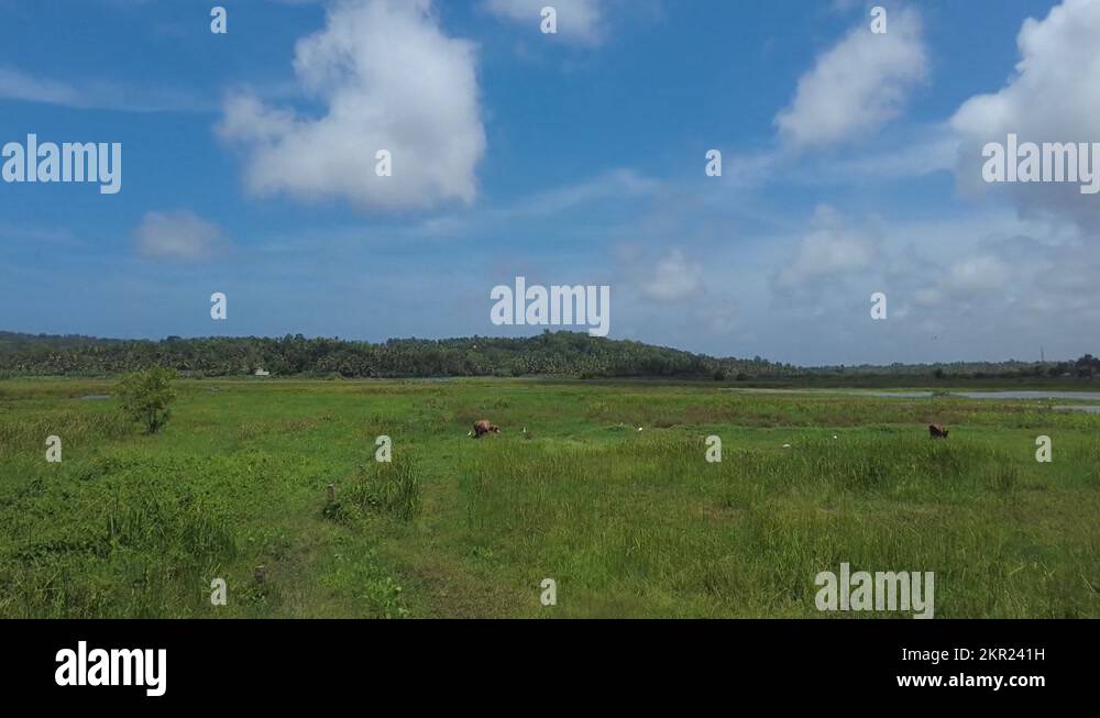 Punchakkari Wetlands and agricultural Field in Thiruvananthapuram ...