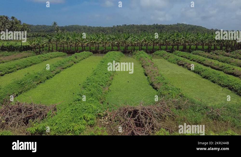 Punchakkari Wetlands and agricultural Field in Thiruvananthapuram ...