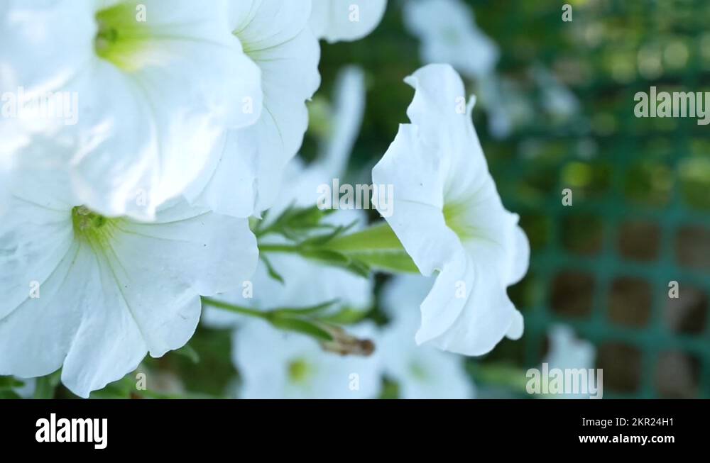 Vertical shot petunia flower Stock Videos & Footage - HD and 4K Video ...