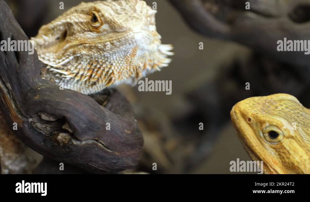 What is a bearded dragons habitat Stock Videos & Footage - HD and 4K ...
