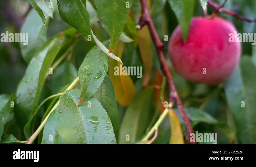 Peach hanging from a peach tree. Water droplets on leaves. Panning shot ...
