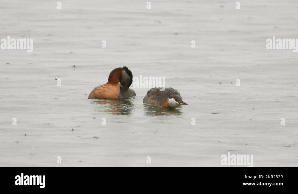 Breeding mating male female Stock Videos & Footage - HD and 4K Video ...
