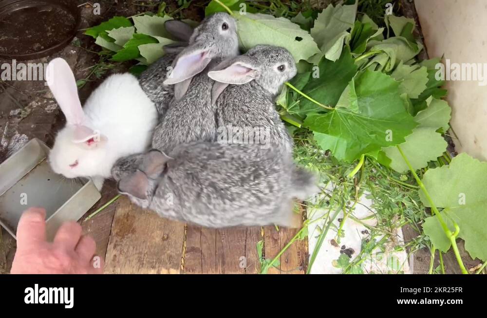 Eat rabbits Stock Videos & Footage - HD and 4K Video Clips - Alamy