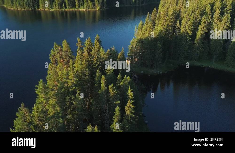 Old Forest Of Fir Trees Conserving The Water From Yazovir Shiroka ...