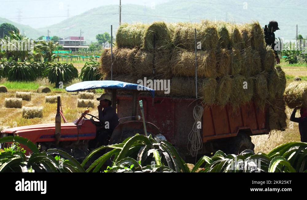 Farmers in Southeast Asia carrying hay bale rolls, loading onto tractor ...