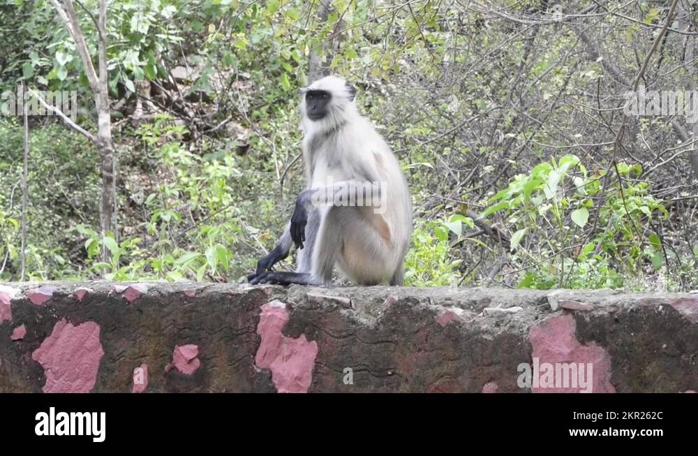 Animal hanuman Stock Videos & Footage - HD and 4K Video Clips - Alamy