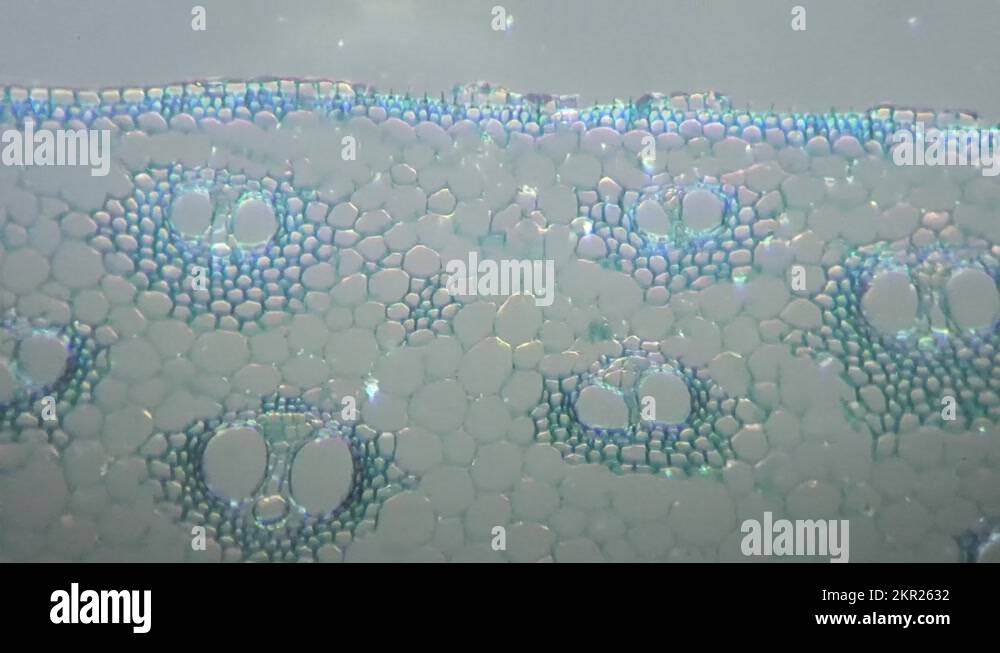 Monocot cell Stock Videos & Footage - HD and 4K Video Clips - Alamy
