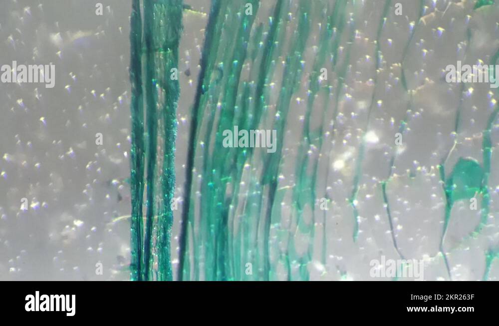 Vacuole micrograph Stock Videos & Footage - HD and 4K Video Clips - Alamy