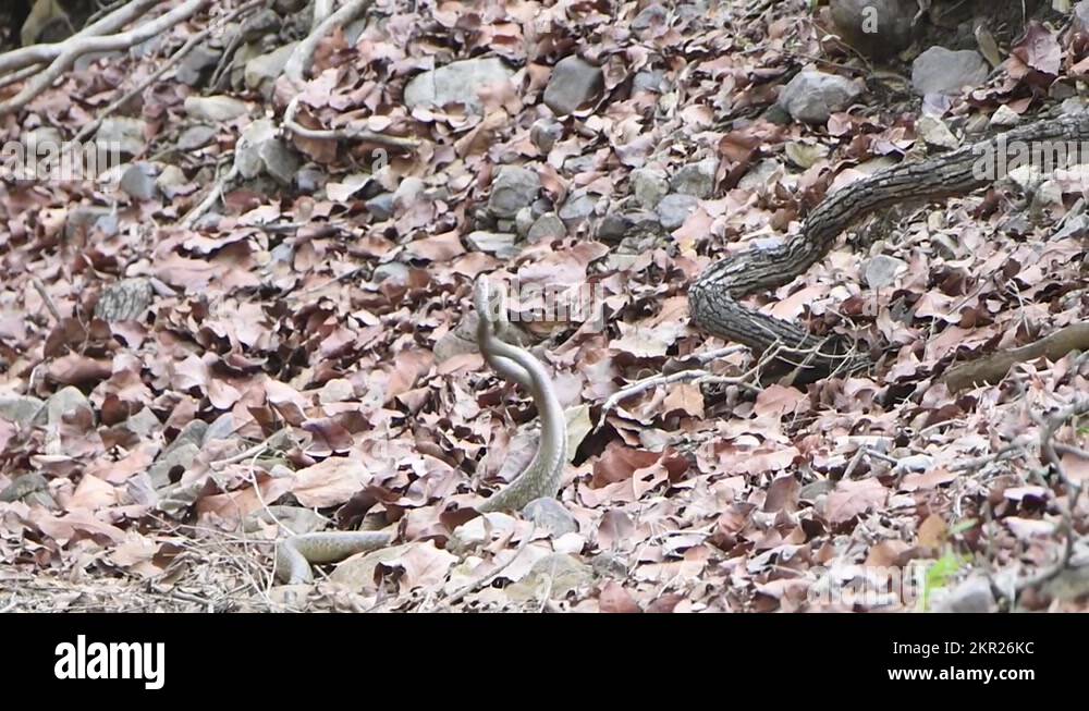 Snakes park Stock Videos & Footage - HD and 4K Video Clips - Alamy