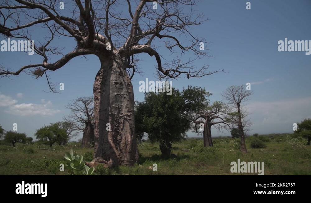Adansonia digitata tree Stock Videos & Footage - HD and 4K Video Clips ...