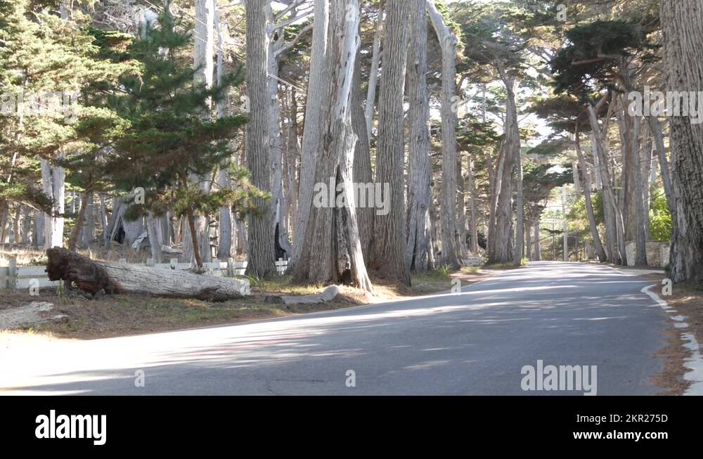 Cypress tree 17 mile drive Stock Videos & Footage - HD and 4K Video ...