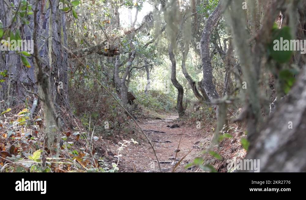 Gnarled oak trees Stock Videos & Footage - HD and 4K Video Clips - Alamy