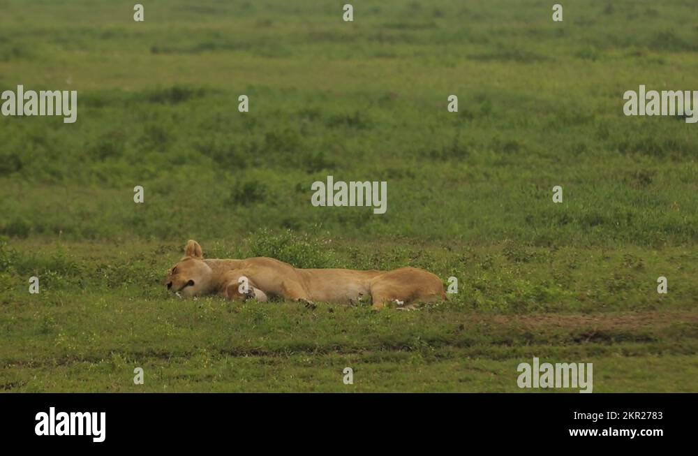 Lonely African lion female is laying softly on the green grass moving ...