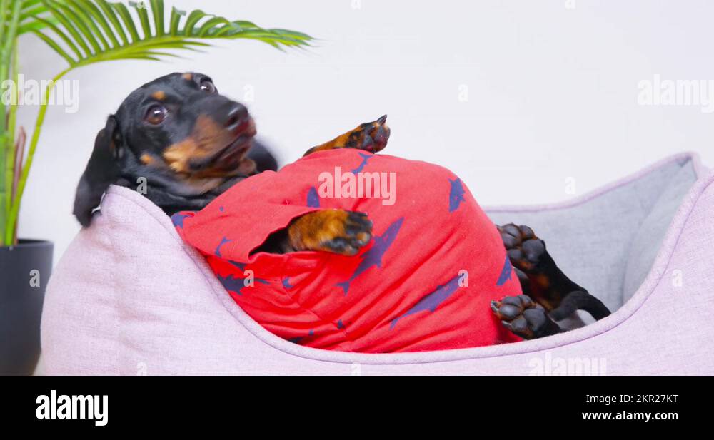 Fat dachshund puppy is lying in pet bed with its belly up. Dog saw ...