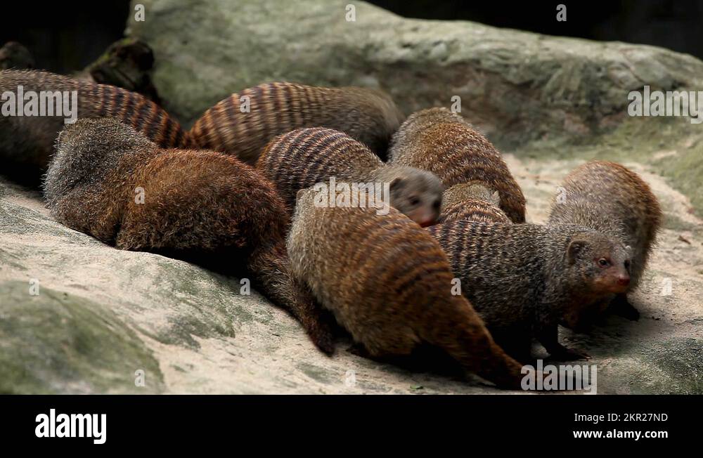 Mongoose banded mungos mungo Stock Videos & Footage - HD and 4K Video ...