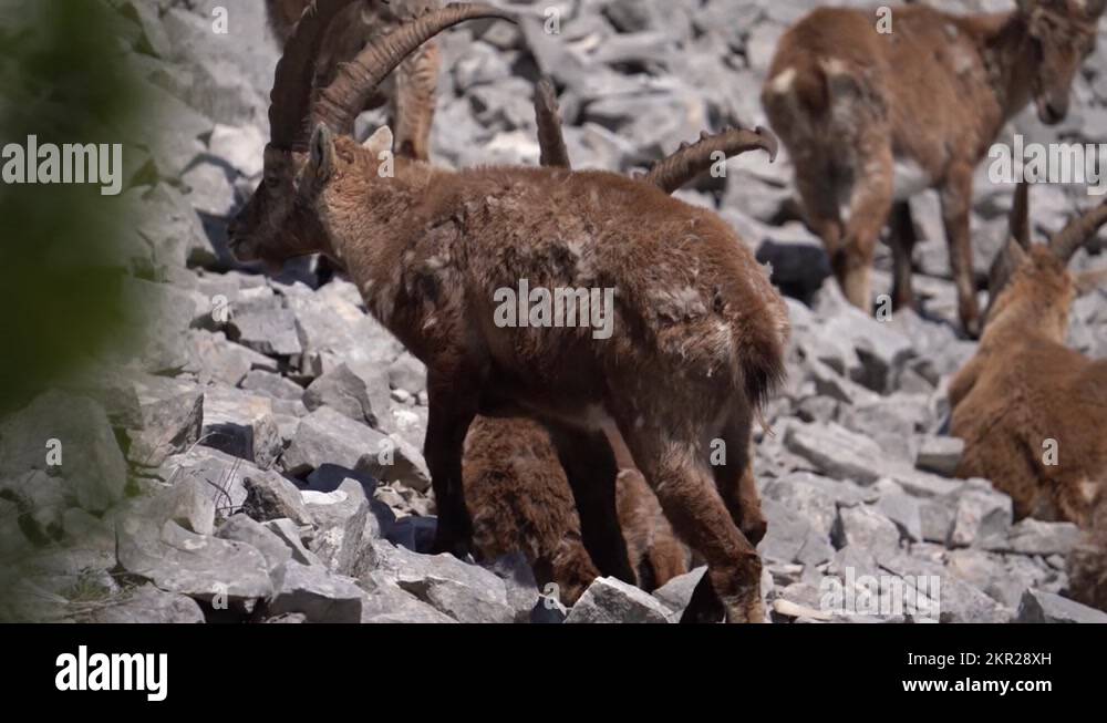 Alpine soil Stock Videos & Footage - HD and 4K Video Clips - Alamy
