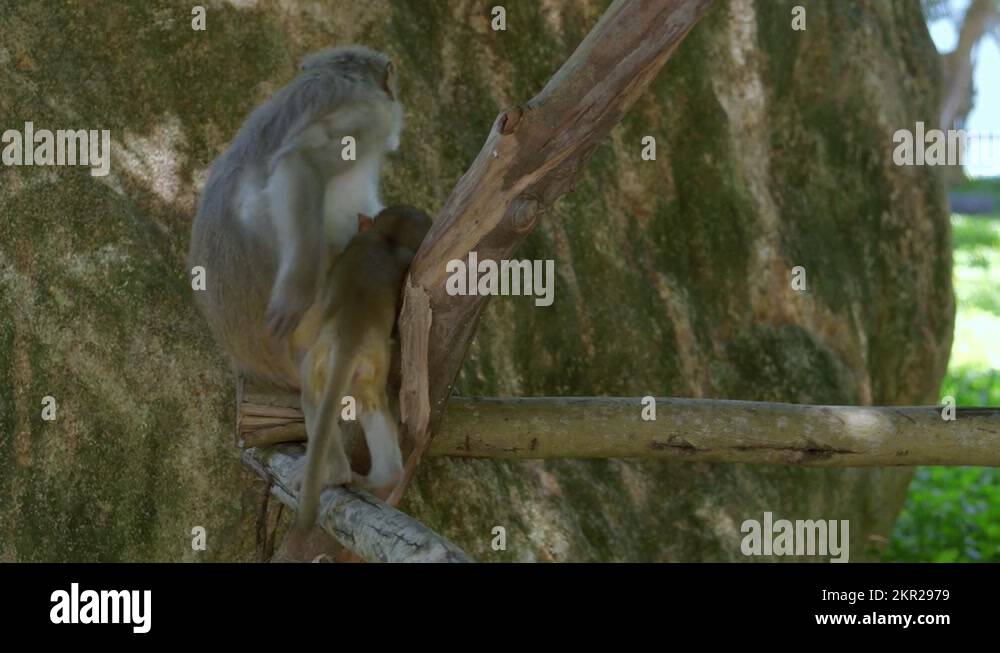 Monkey teaching Stock Videos & Footage - HD and 4K Video Clips - Alamy