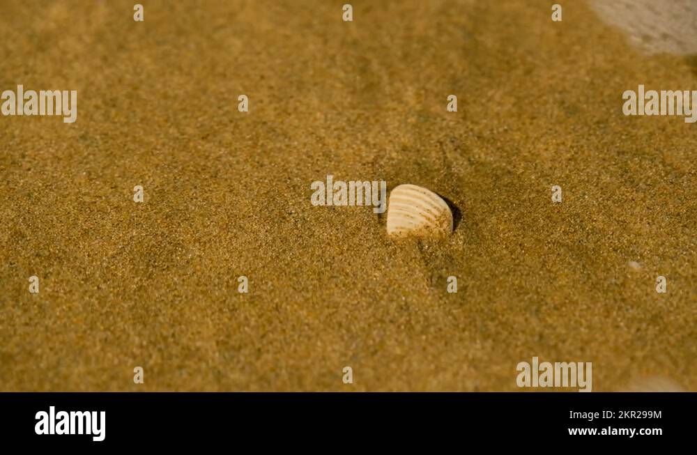 Seashell on the beach shallow Stock Videos & Footage - HD and 4K Video ...