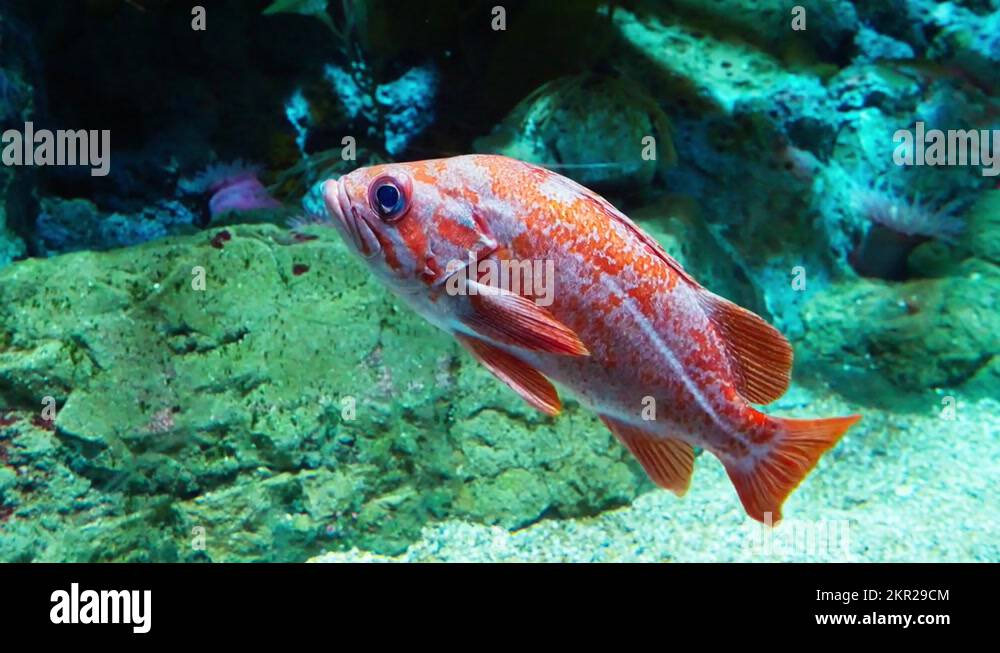 Immortal fish Stock Videos & Footage - HD and 4K Video Clips - Alamy