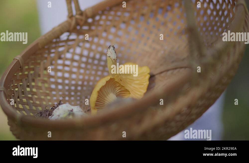 Summer mushrooms Stock Videos & Footage - HD and 4K Video Clips - Alamy