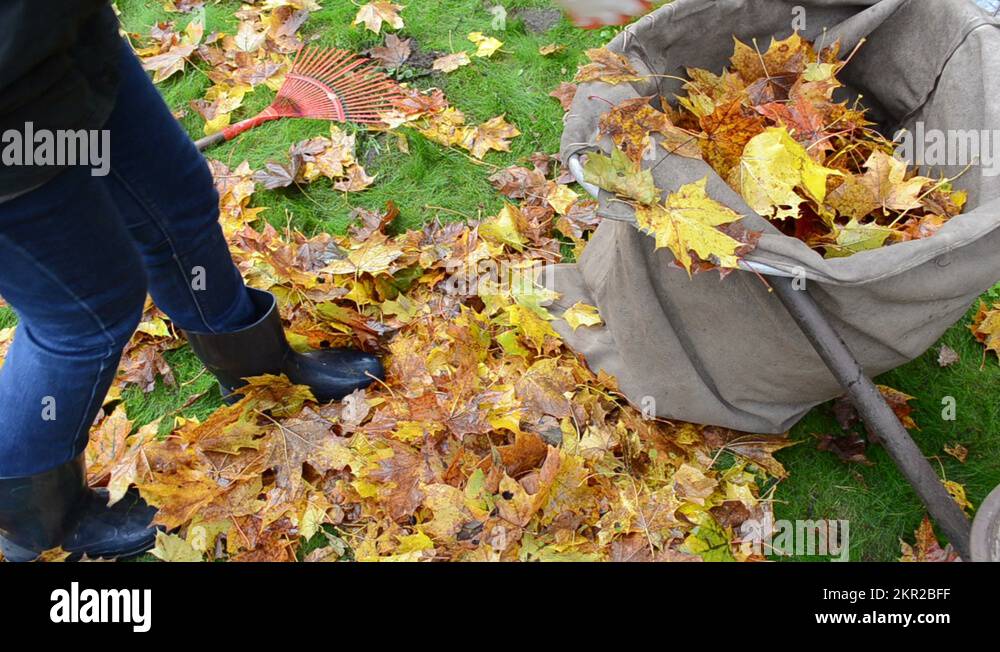 Leaf tool closeup tree Stock Videos & Footage - HD and 4K Video Clips ...