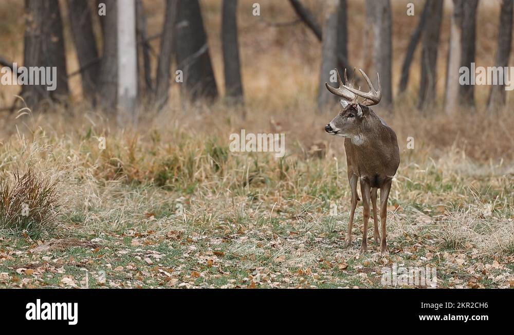 Whitetail buck rut Stock Videos & Footage - HD and 4K Video Clips - Alamy