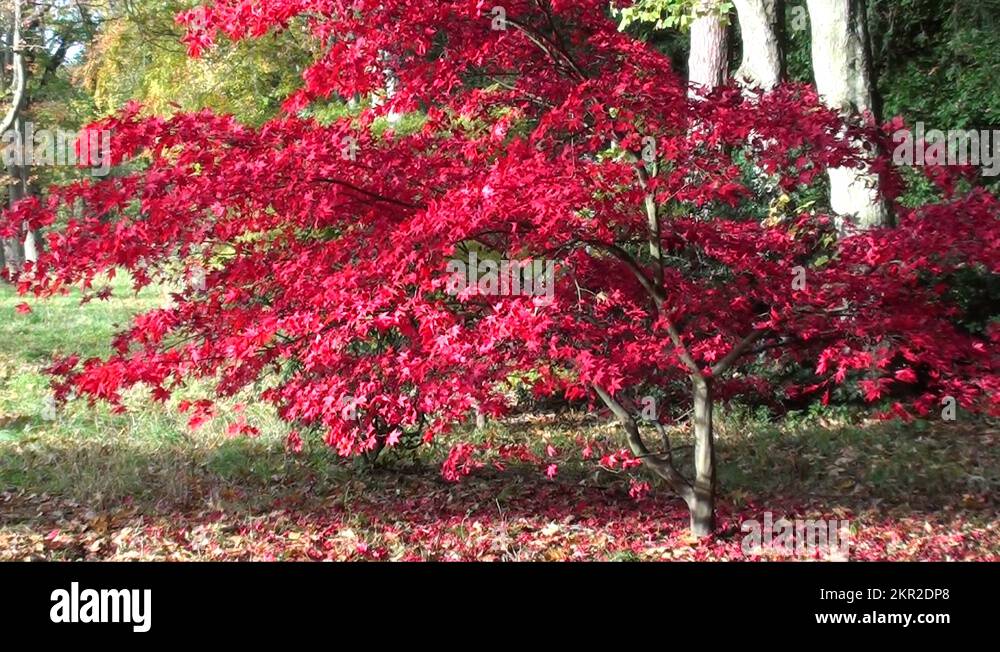 Acer leaf pattern Stock Videos & Footage - HD and 4K Video Clips - Alamy