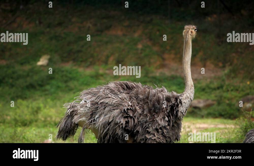 Ostrich (Struthio camelus), Large African Flightless Bird, Struthionidae, Eating Stock Video ...