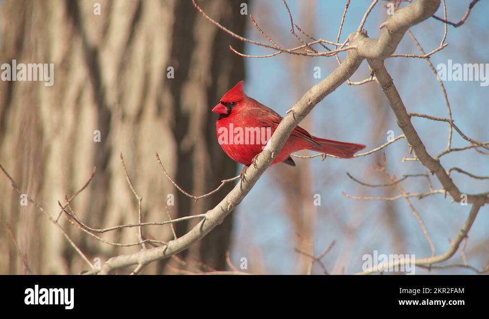 Cardinal cardinalis animal Stock Videos & Footage - HD and 4K Video ...