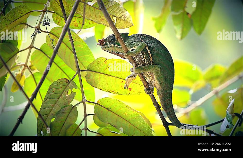 Madagascar rainforest endangered Stock Videos & Footage - HD and 4K ...