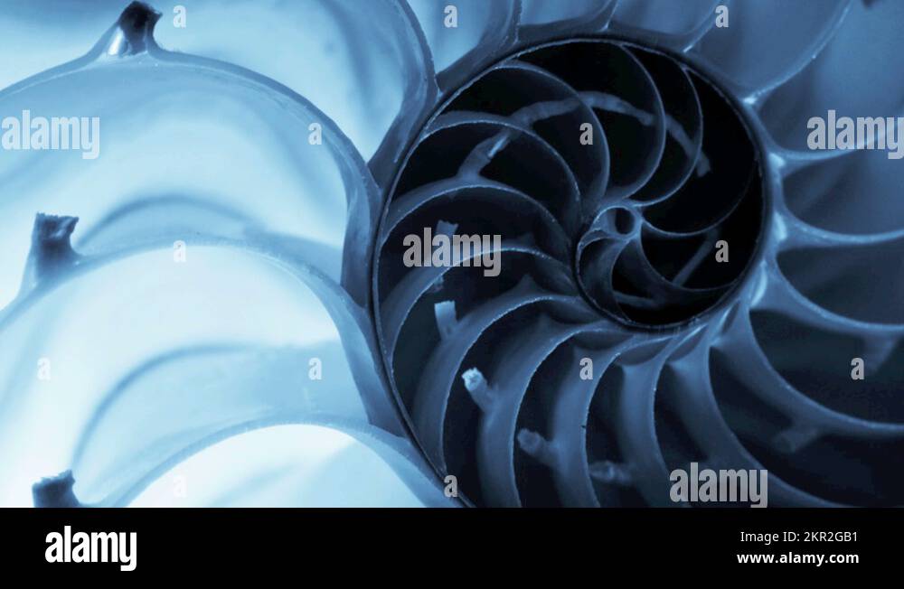 Split shell Stock Videos & Footage - HD and 4K Video Clips - Alamy